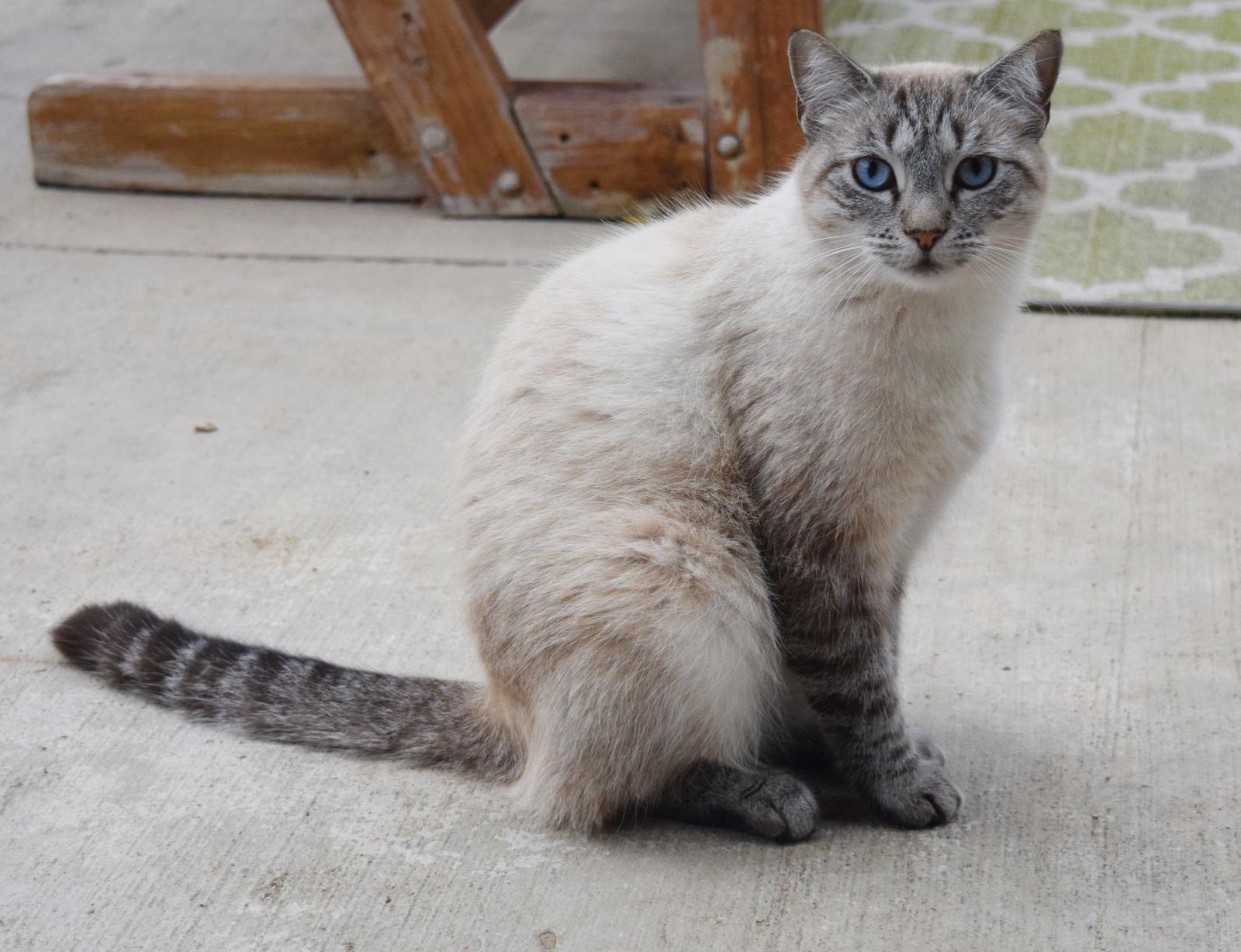 'Overwhelmed' Bulverde Animal Shelter Says No to More Cats and Kittens ...